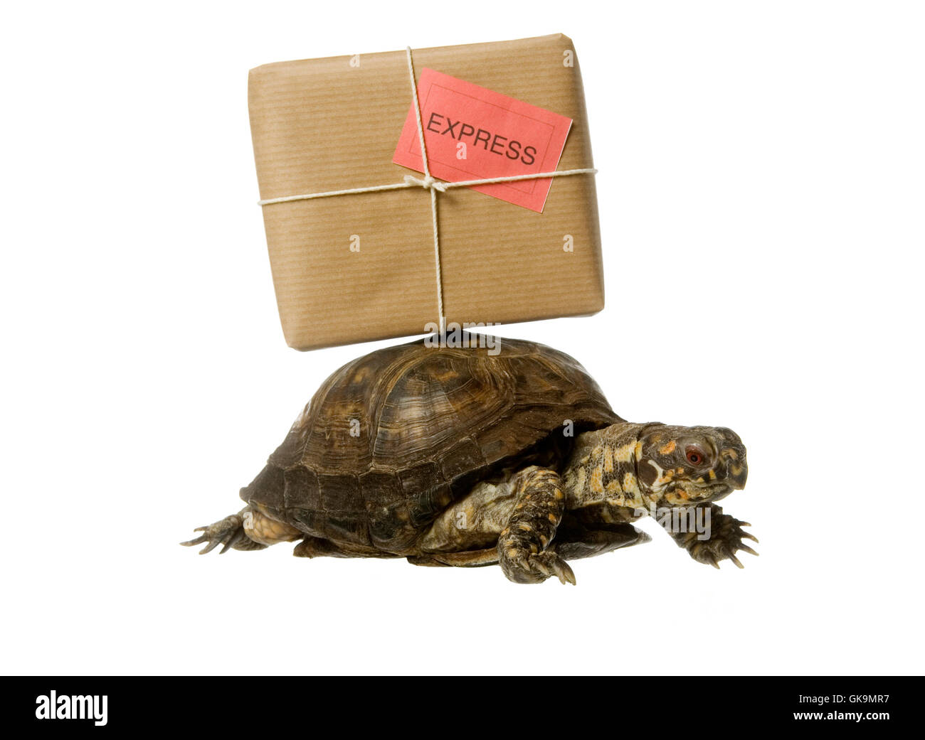 isolated animal reptile Stock Photo - Alamy