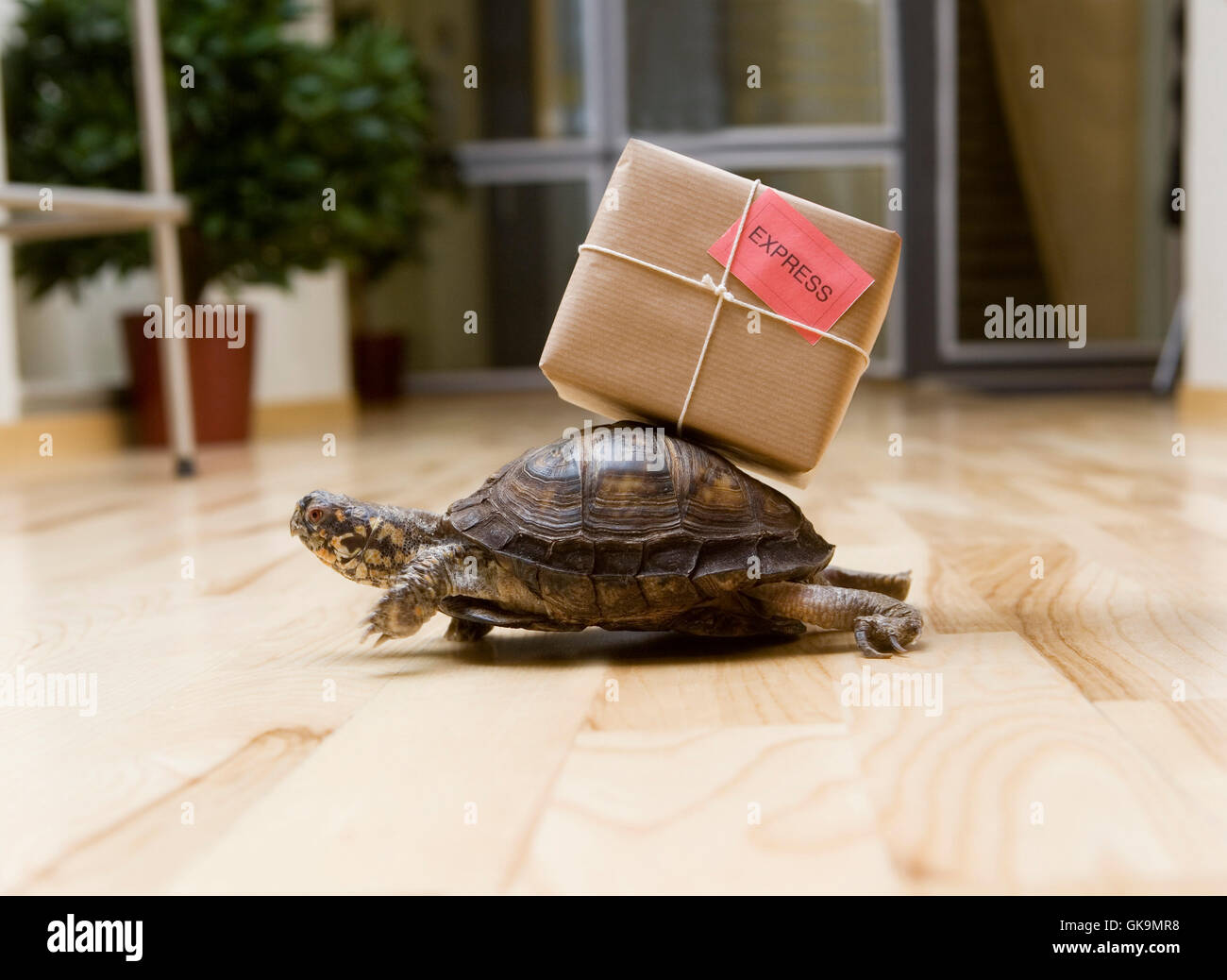 Reptile pets hi-res stock photography and images - Alamy