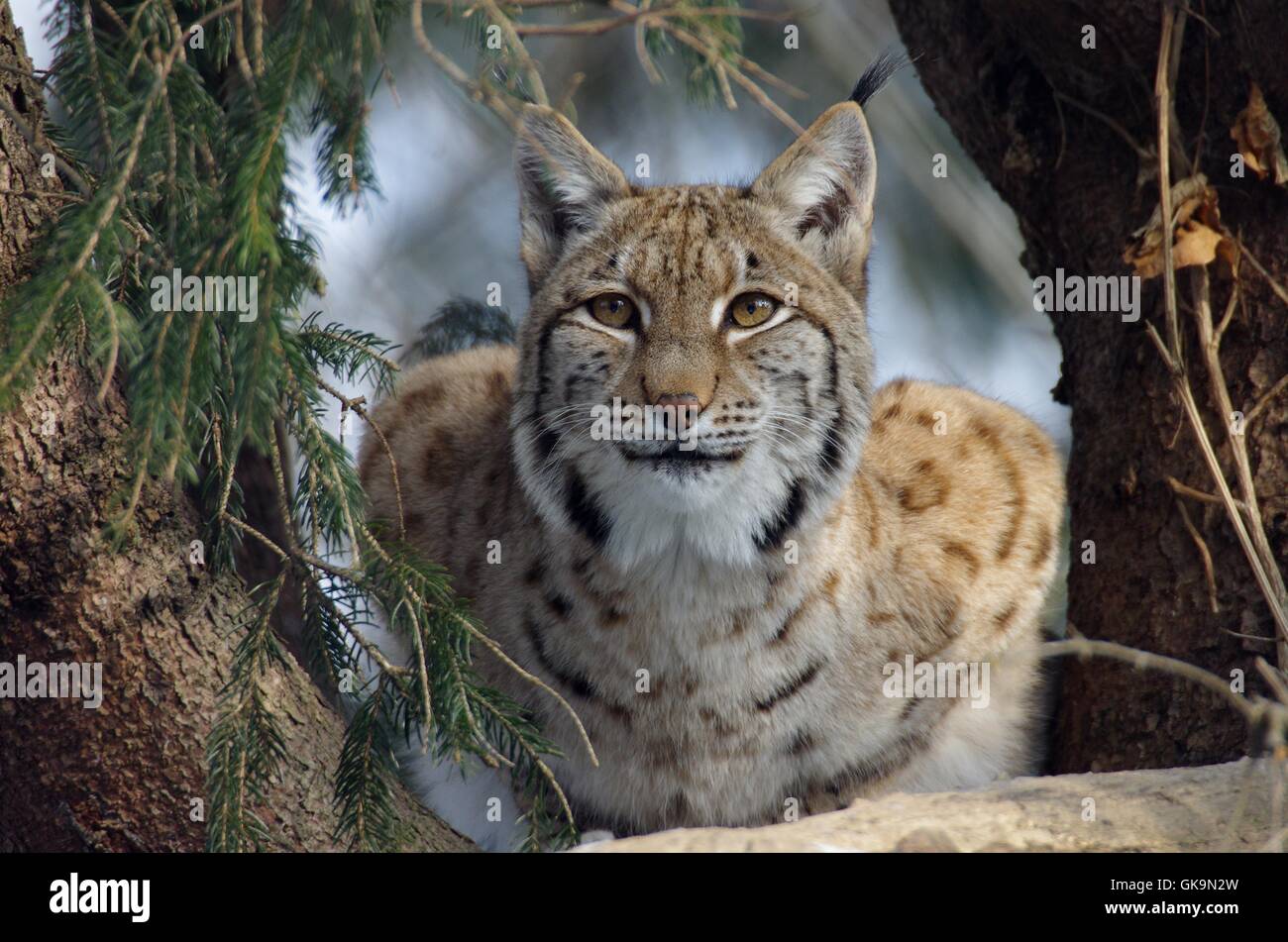 Zoo Goldau High Resolution Stock Photography and Images - Alamy