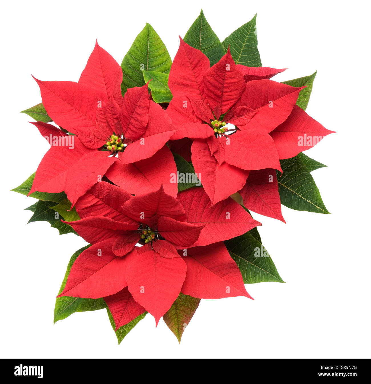 isolated holiday flower Stock Photo - Alamy