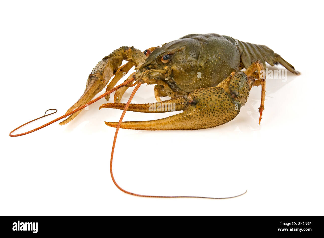 animal wildlife lobster Stock Photo - Alamy