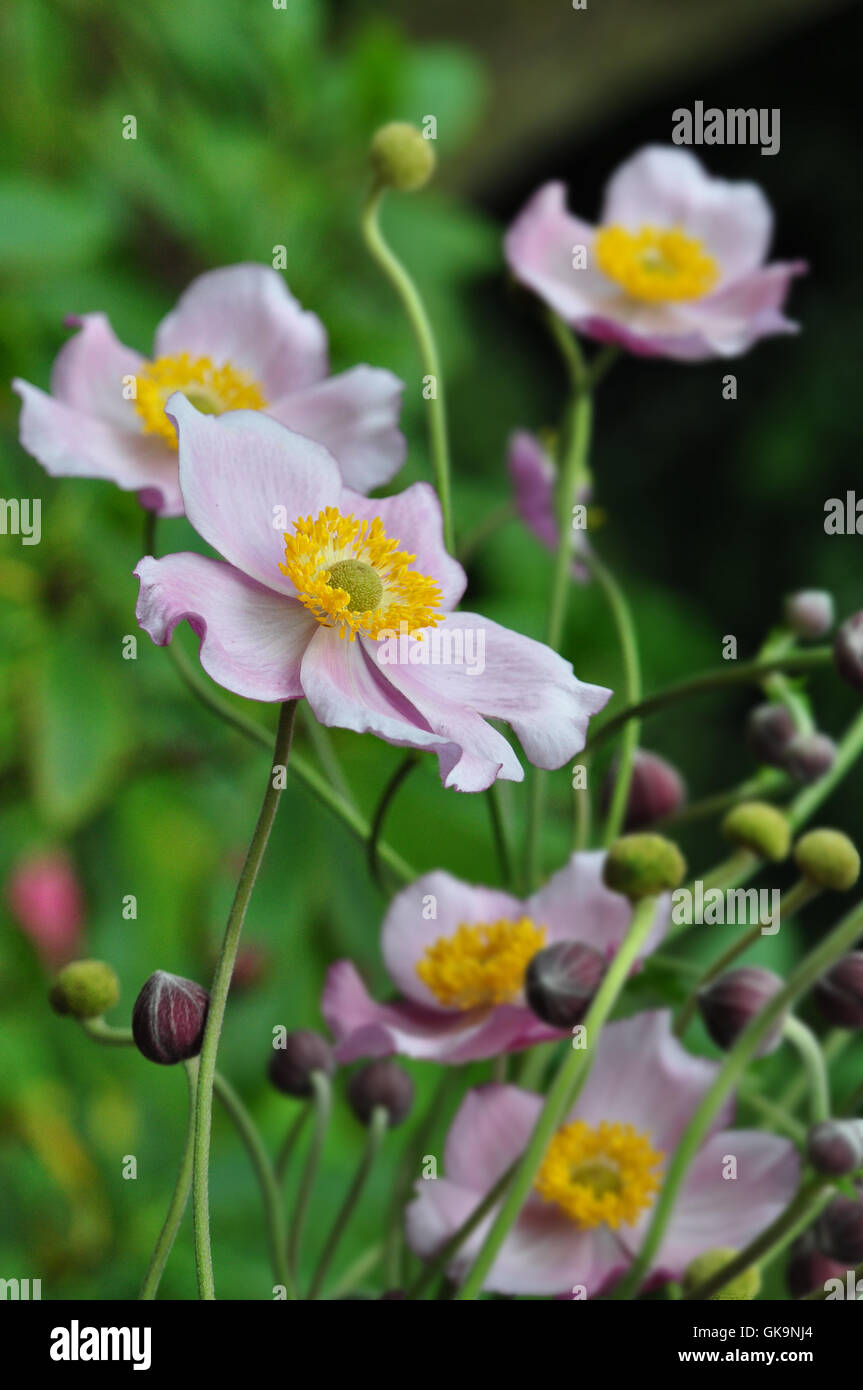 flower plant anemone Stock Photo - Alamy