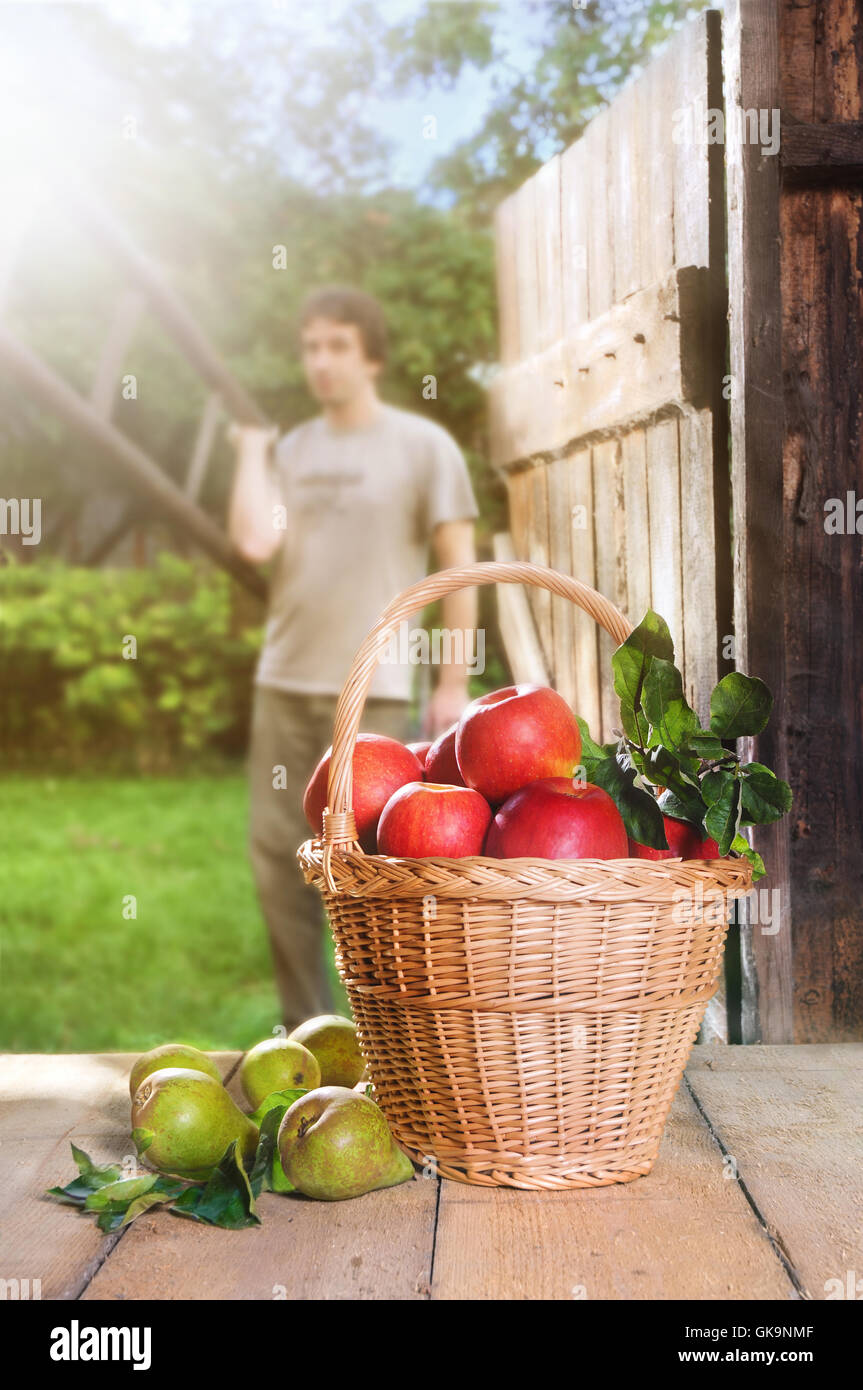 harvest basket apples Stock Photo - Alamy