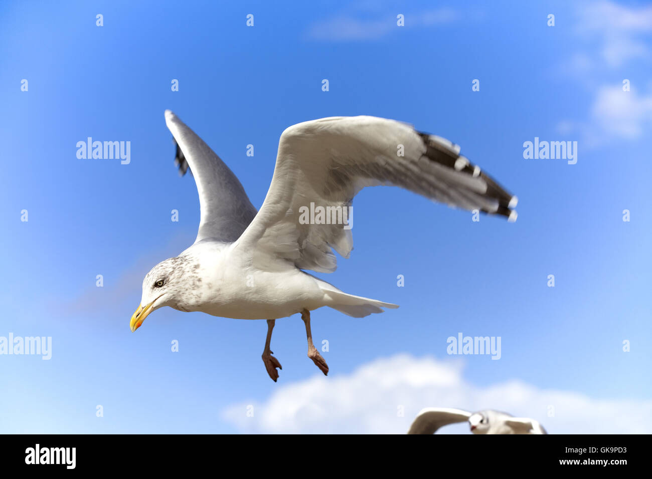 Gulls in flight hi-res stock photography and images - Alamy
