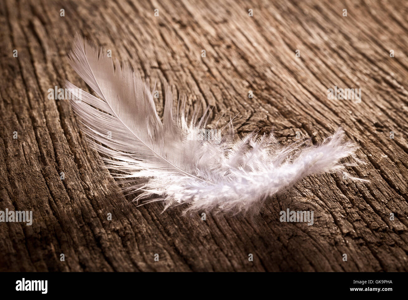 bird wing fluff Stock Photo - Alamy