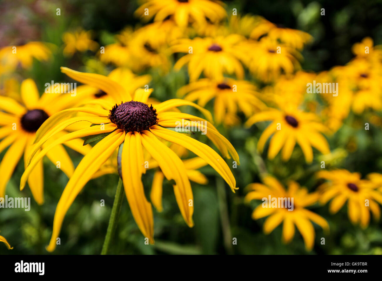 A cluster of yellow flowers Stock Photo - Alamy