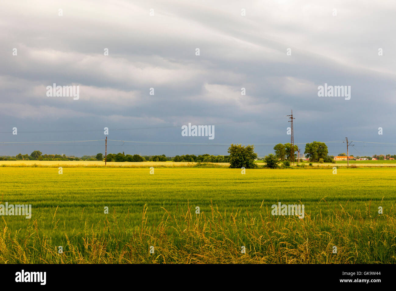 Wheat fields and bucolic Stock Photo - Alamy