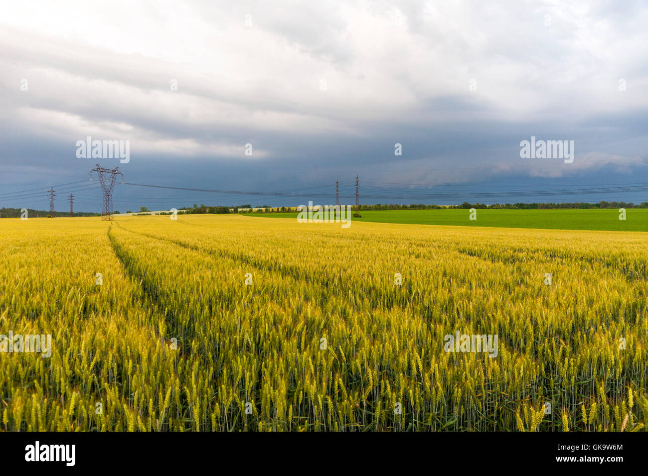 Wheat fields and bucolic Stock Photo - Alamy