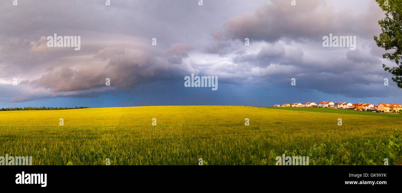Wheat fields and bucolic Stock Photo - Alamy