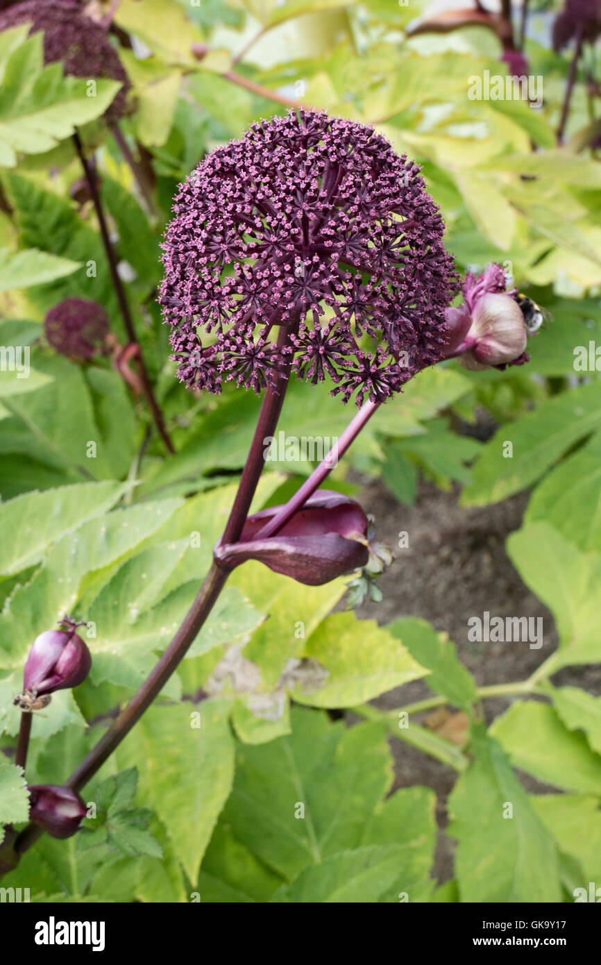 Angelica gigas flower in the garden Stock Photo - Alamy