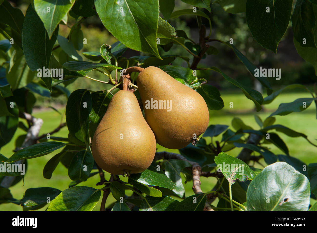 Two tasty fresh pears growing in the garden Stock Photo - Alamy