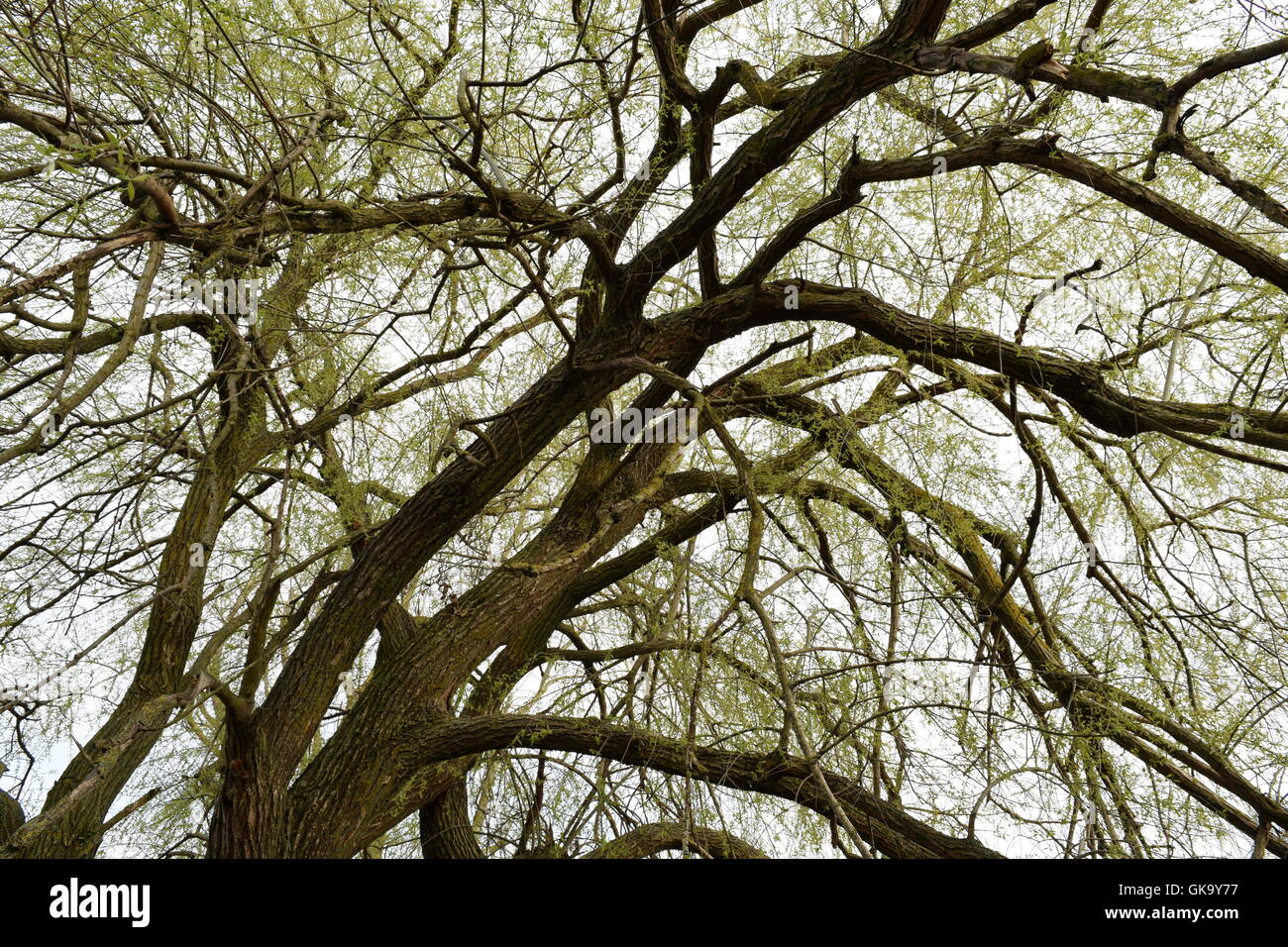 Background of the branches of trees. Spruce bud to blossom in the ...