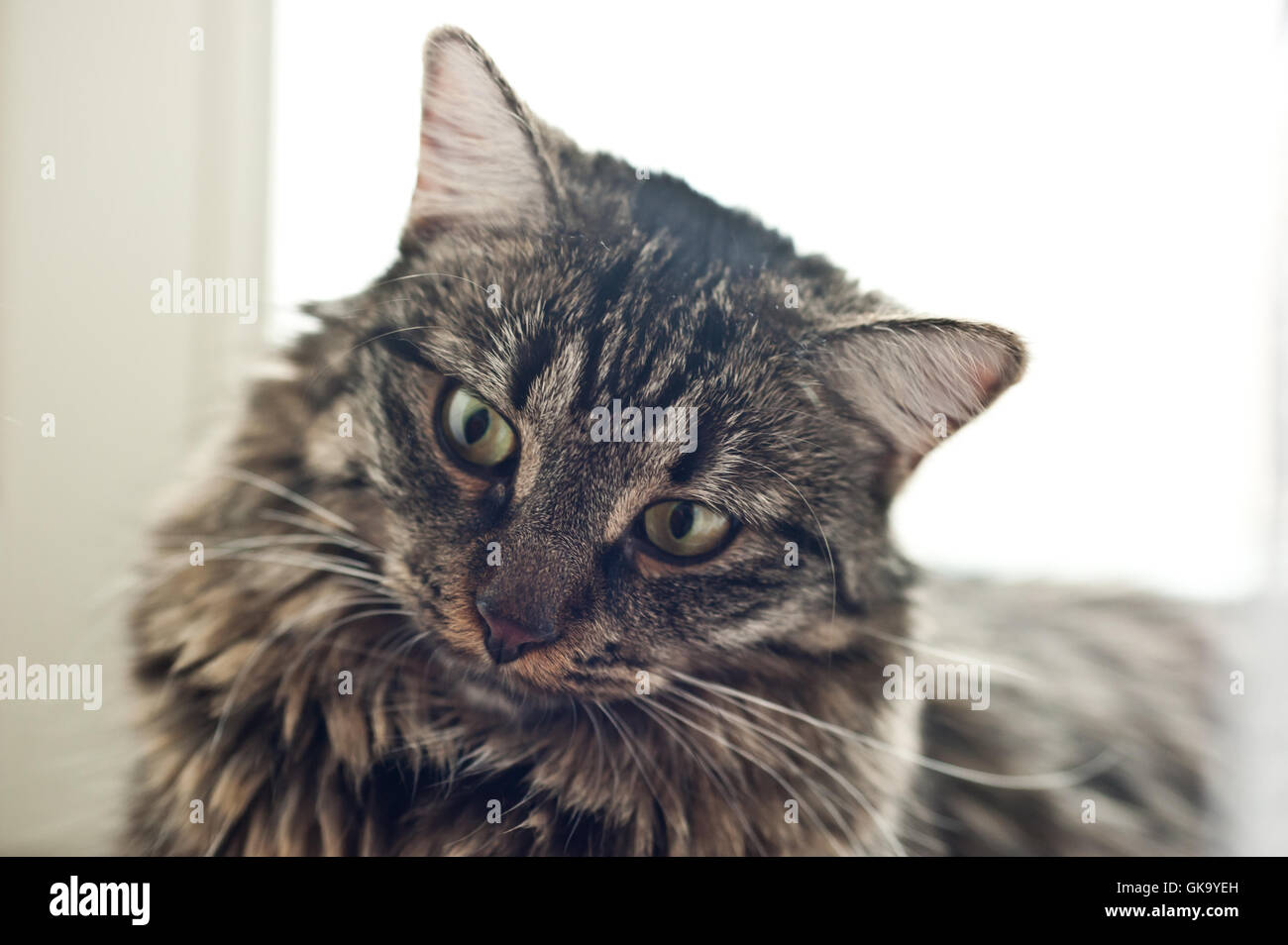 domestic crossbreed cat Stock Photo - Alamy
