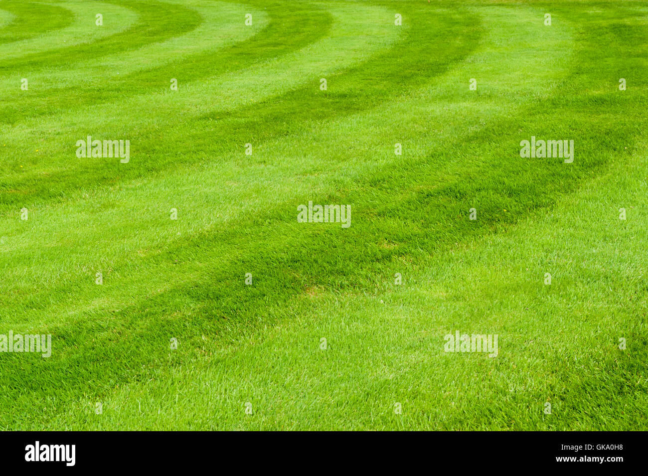 Beautiful green grass background Stock Photo - Alamy