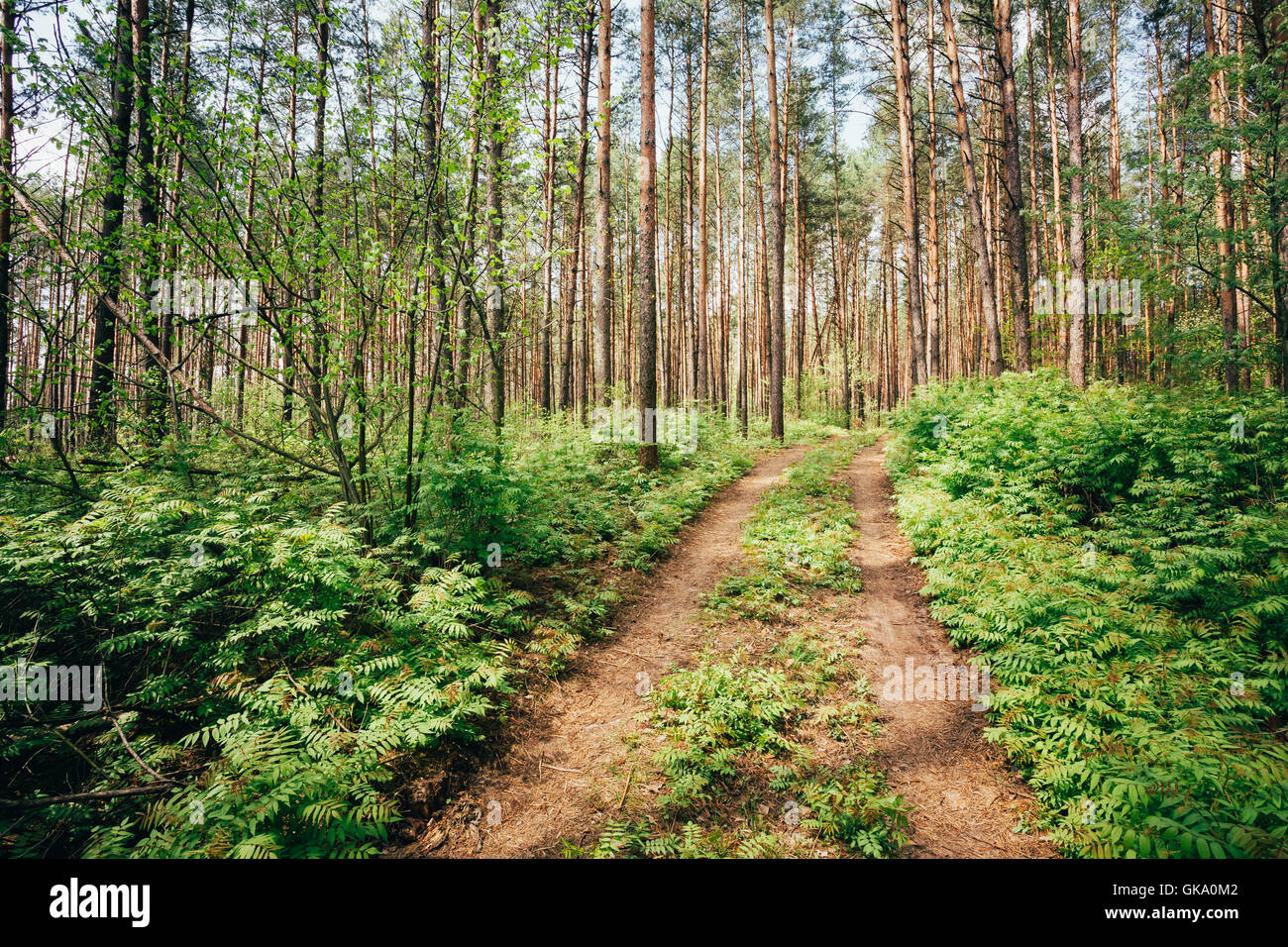 The Scenic Sunshine Forest Road Going Ahead Via Summer Pine Wood Of ...