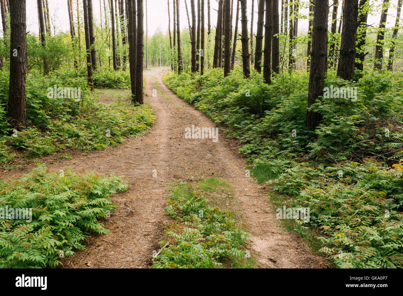 Tall thin trees hi-res stock photography and images - Alamy