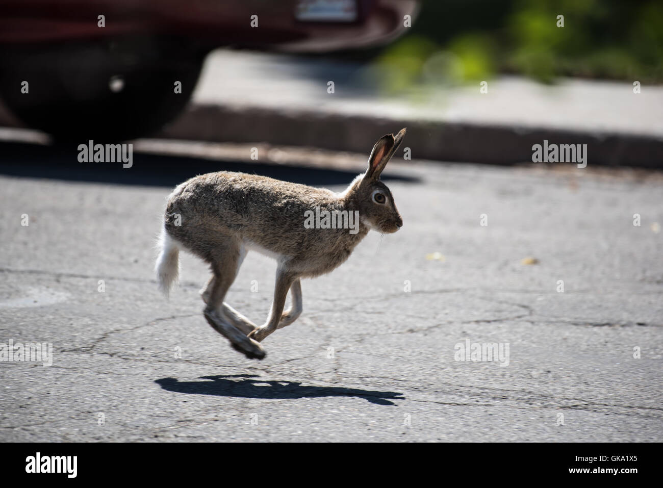 Hopping hare hi-res stock photography and images - Alamy