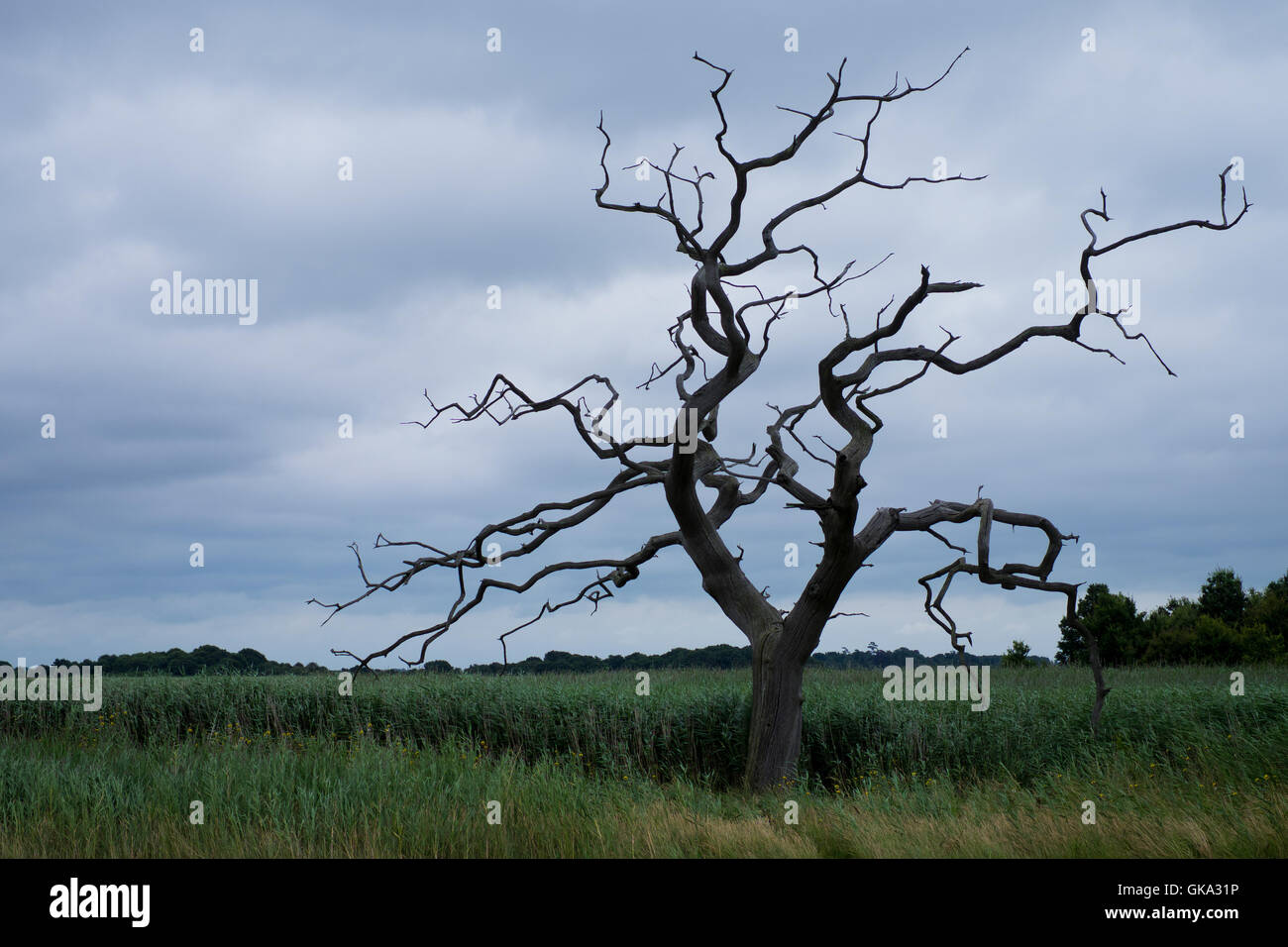 Snape tree suffolk hi-res stock photography and images - Alamy