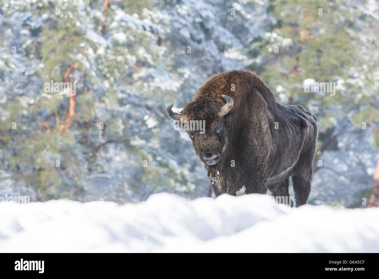 European bison, Bison bonasus Stock Photo - Alamy