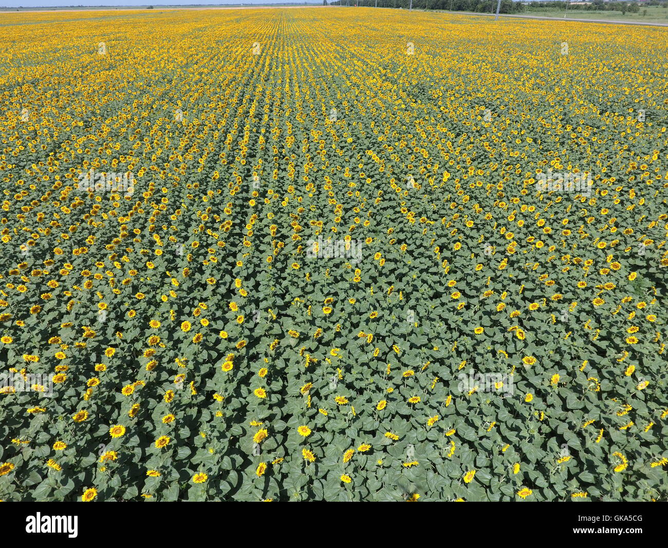 Field of sunflowers. Aerial view of agricultural fields flowering ...