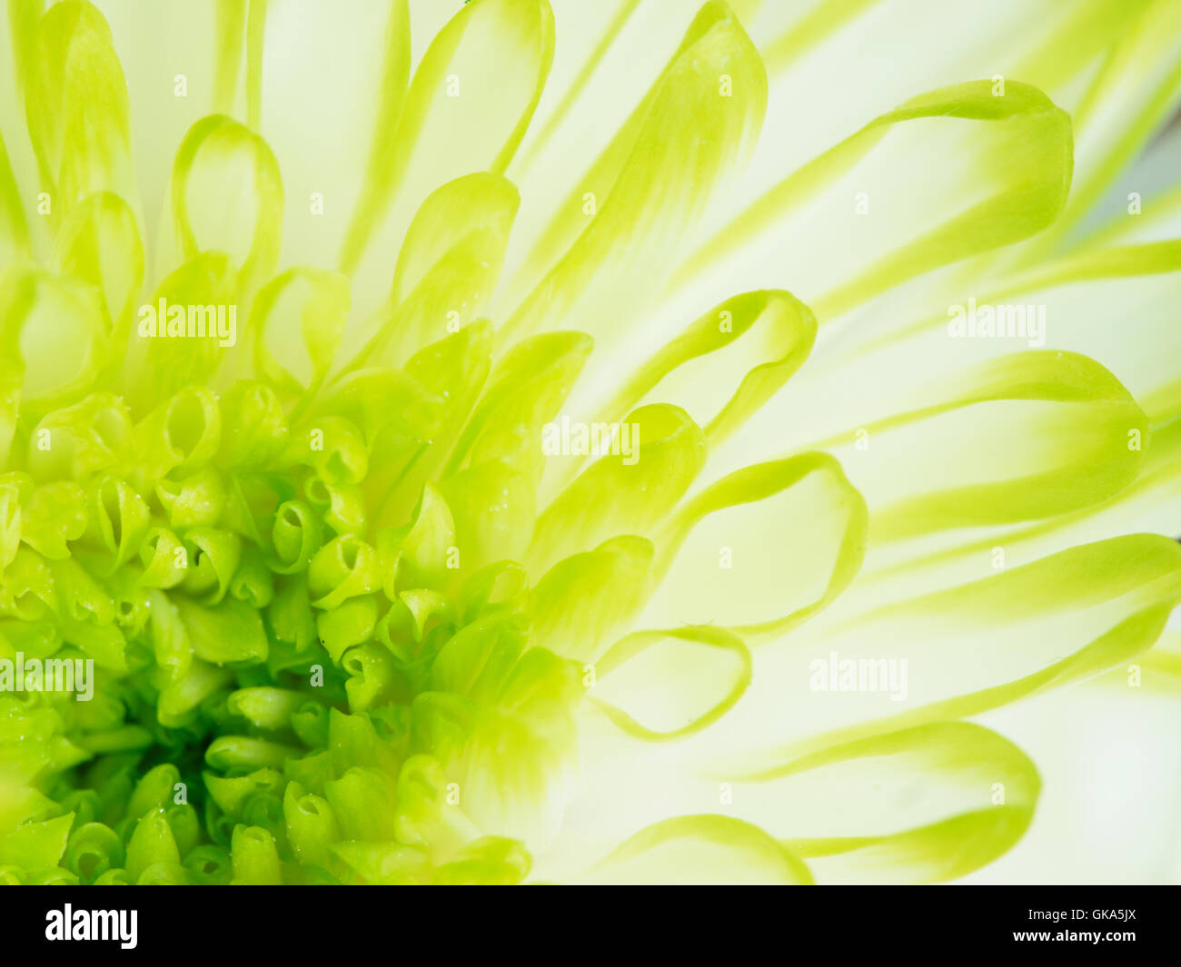 Detail of Lime Green Chrysanthemum Flower Square Backround Stock Photo ...