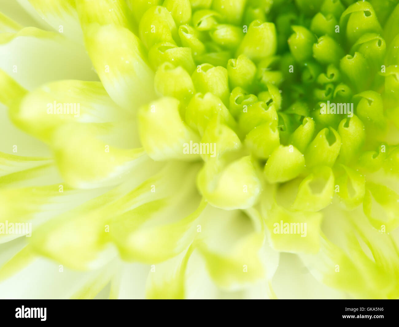 Detail of Lime Green Chrysanthemum Flower Square Backround Stock Photo ...
