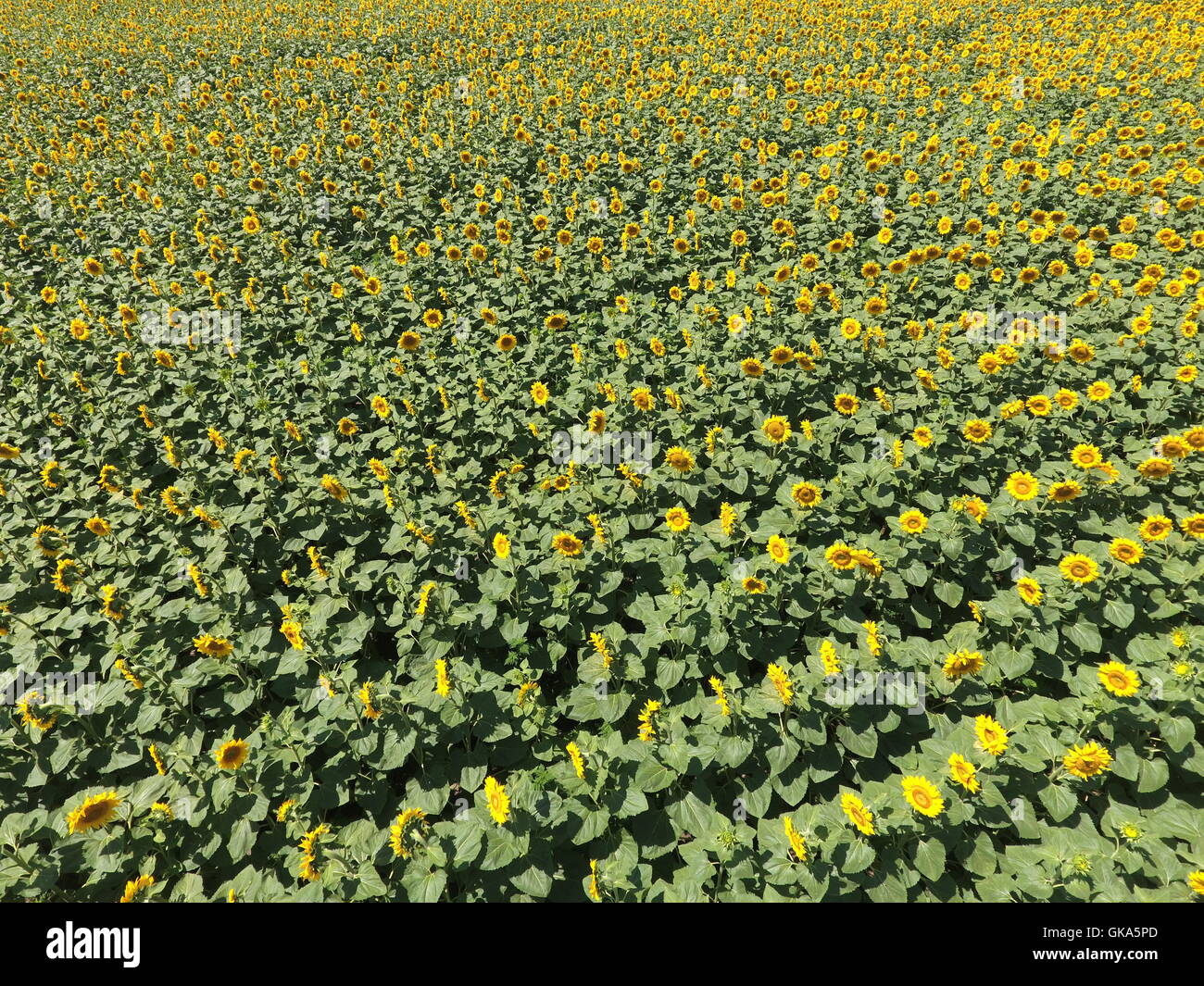 Field of sunflowers. Aerial view of agricultural fields flowering ...