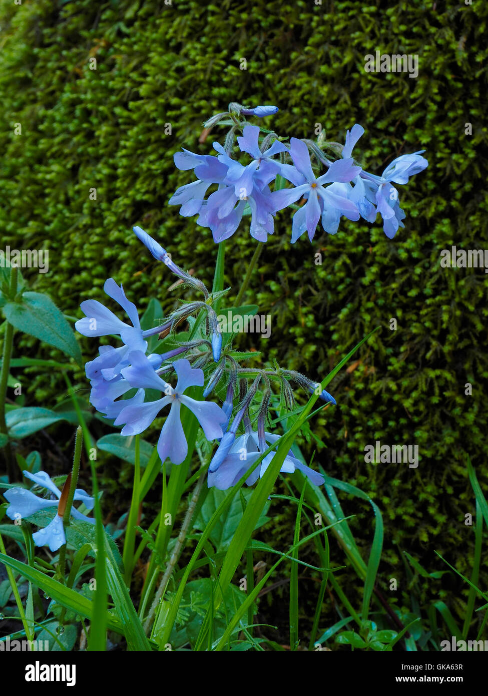 Phlox, Echo River Spring Trail, Mammoth Cave National Park, Park City ...