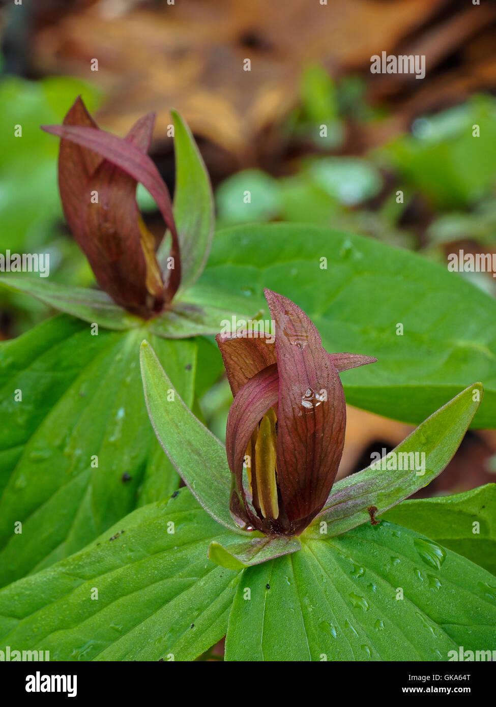 Red Trillium, Echo River Spring Trail, Mammoth Cave National Park, Park ...