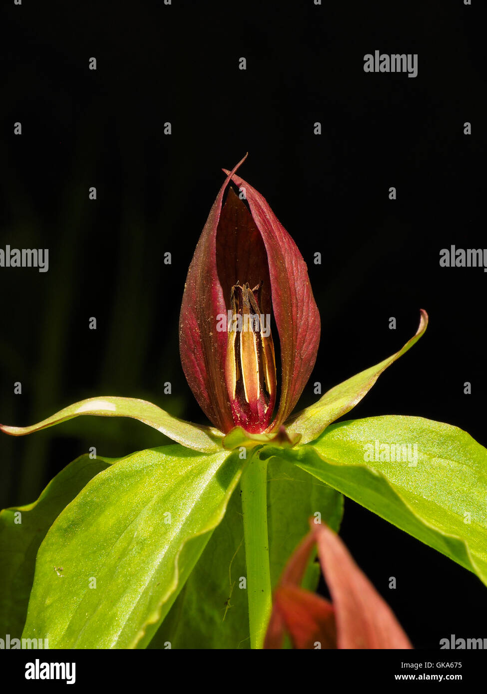 Red Trillium, Echo River Spring Trail, Mammoth Cave National Park, Park ...