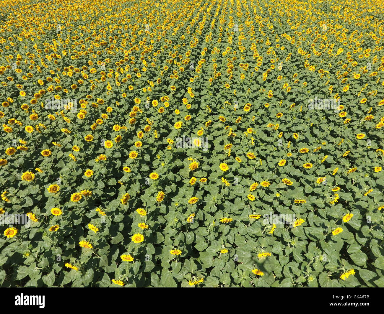 Field of sunflowers. Aerial view of agricultural fields flowering ...