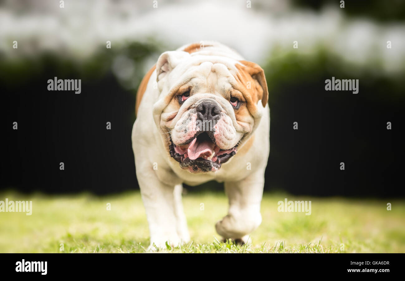 English Bulldog walking in garden Stock Photo - Alamy