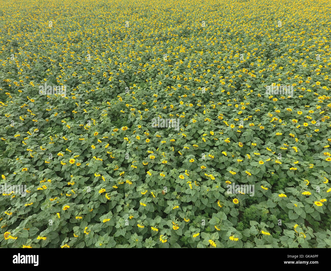 Field of sunflowers. Aerial view of agricultural fields flowering ...