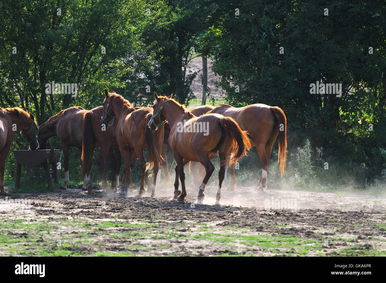 Group of horses drinking from a water trough at rural ranch Stock Photo ...