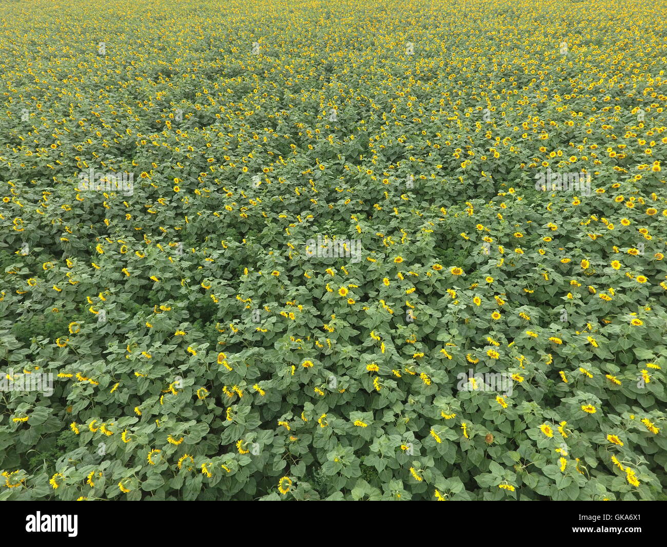 Field of sunflowers. Aerial view of agricultural fields flowering ...