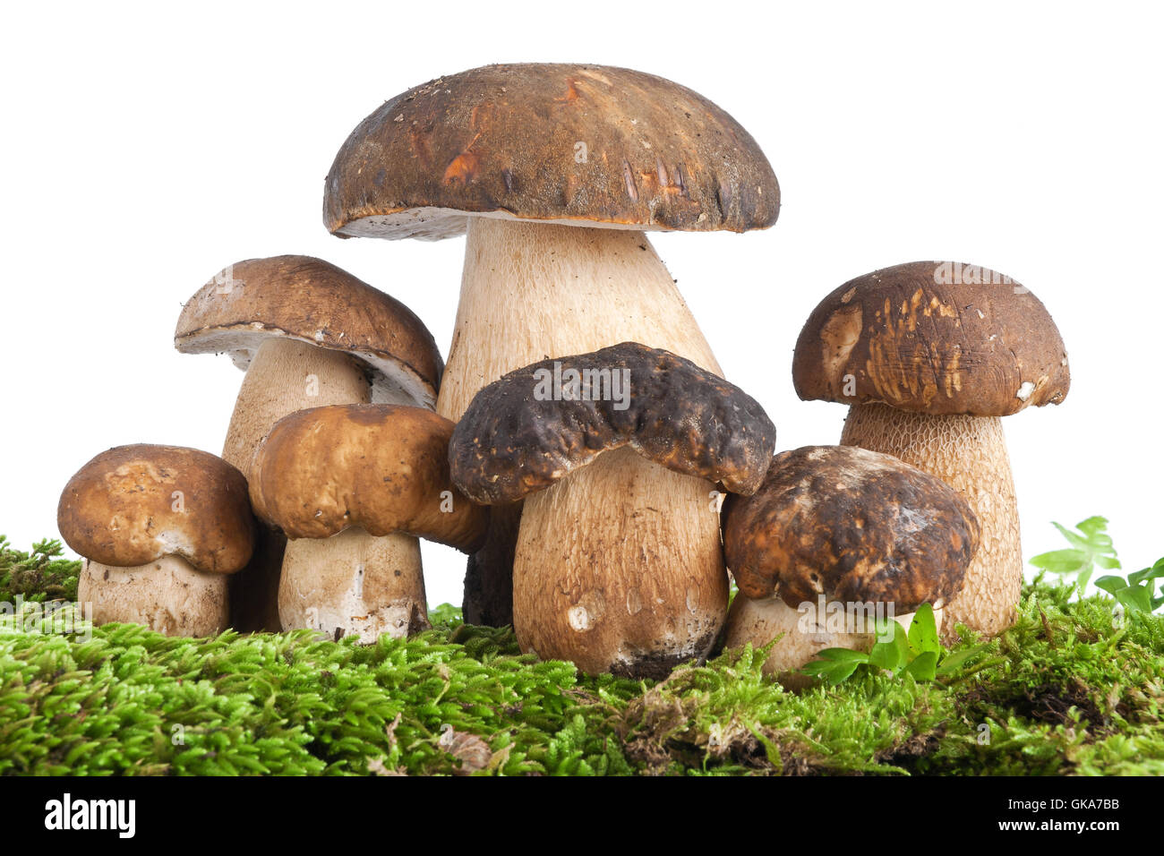 isolated vegetable moss Stock Photo - Alamy