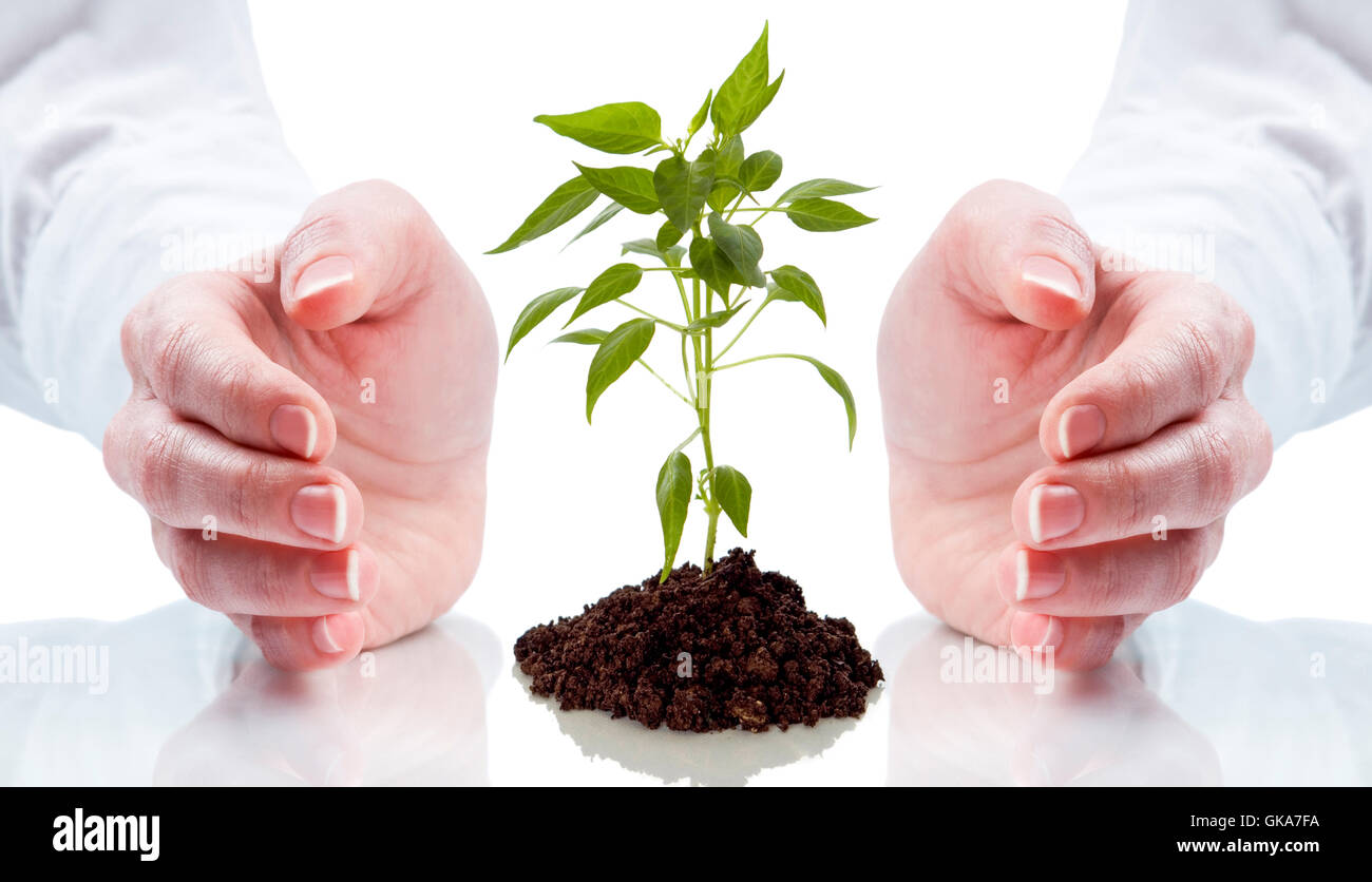 hand hands tree Stock Photo - Alamy