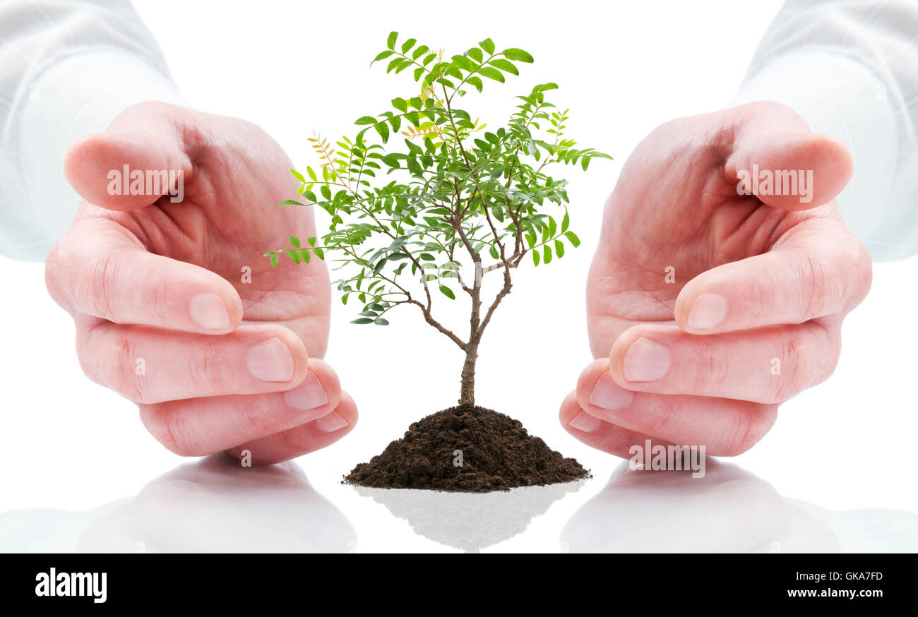 hand hands tree Stock Photo - Alamy