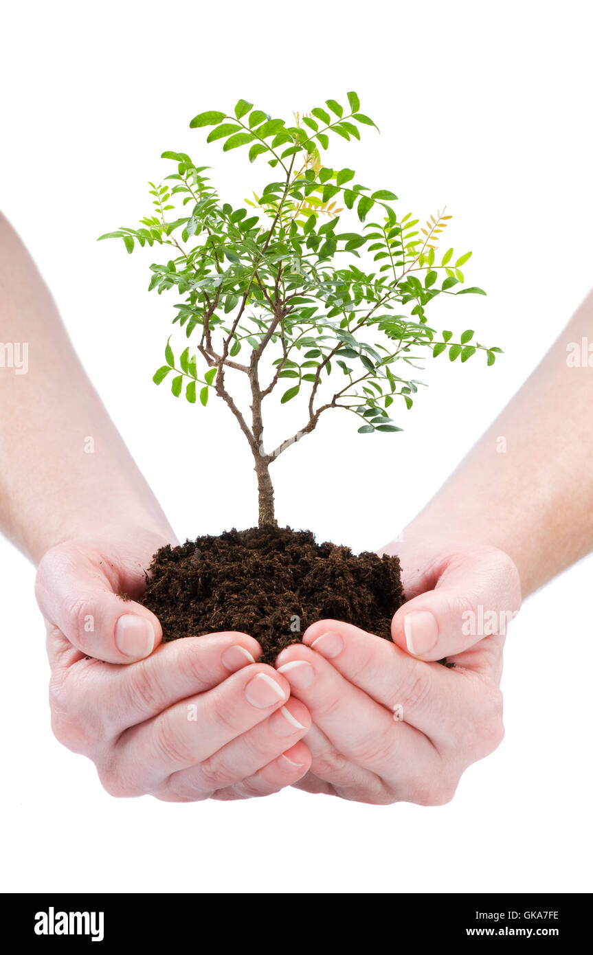 hand hands tree Stock Photo - Alamy