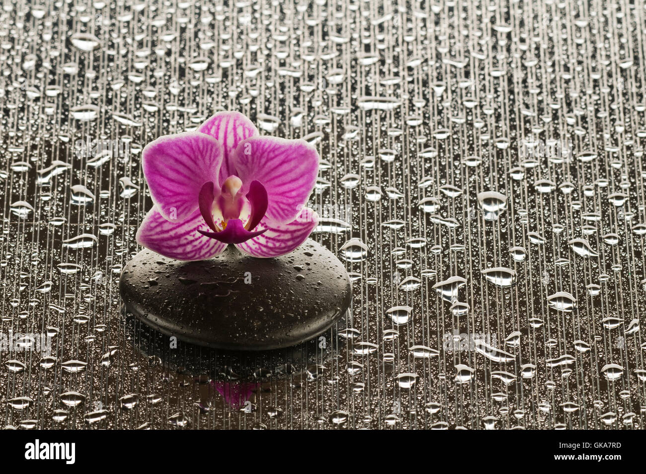 stone flower plant Stock Photo - Alamy