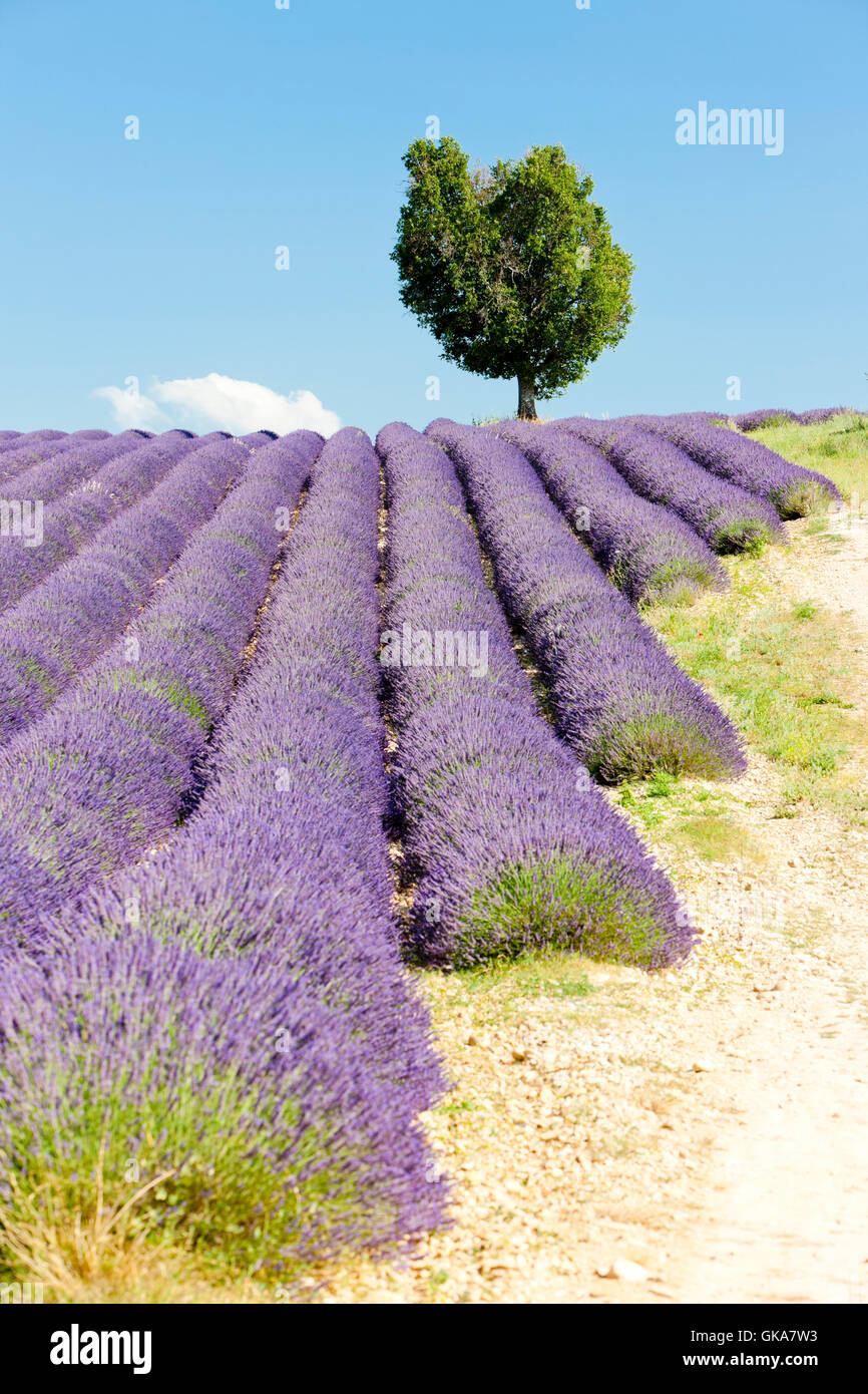 agriculture farming field Stock Photo - Alamy