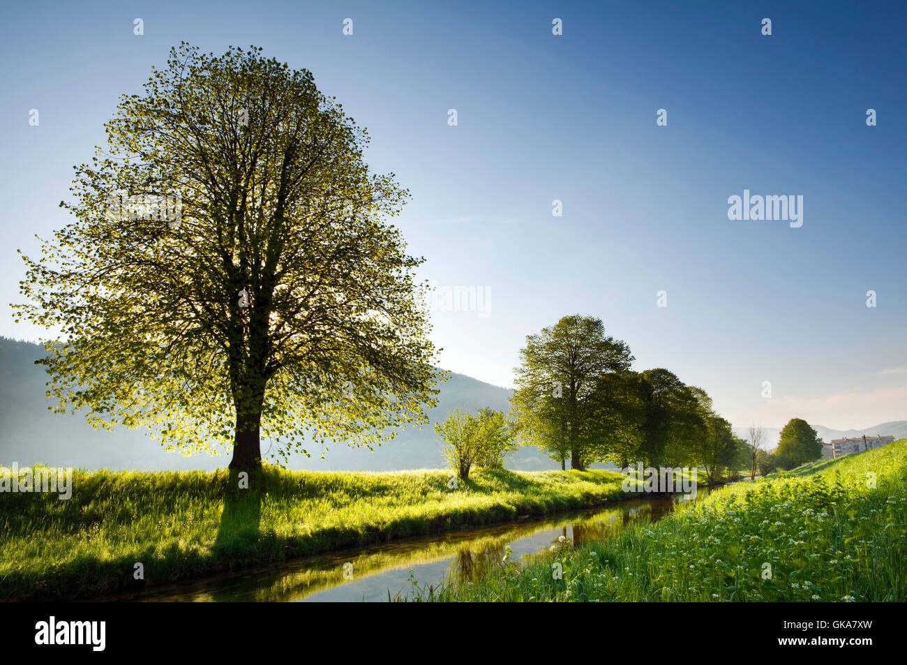 tree park spring Stock Photo - Alamy
