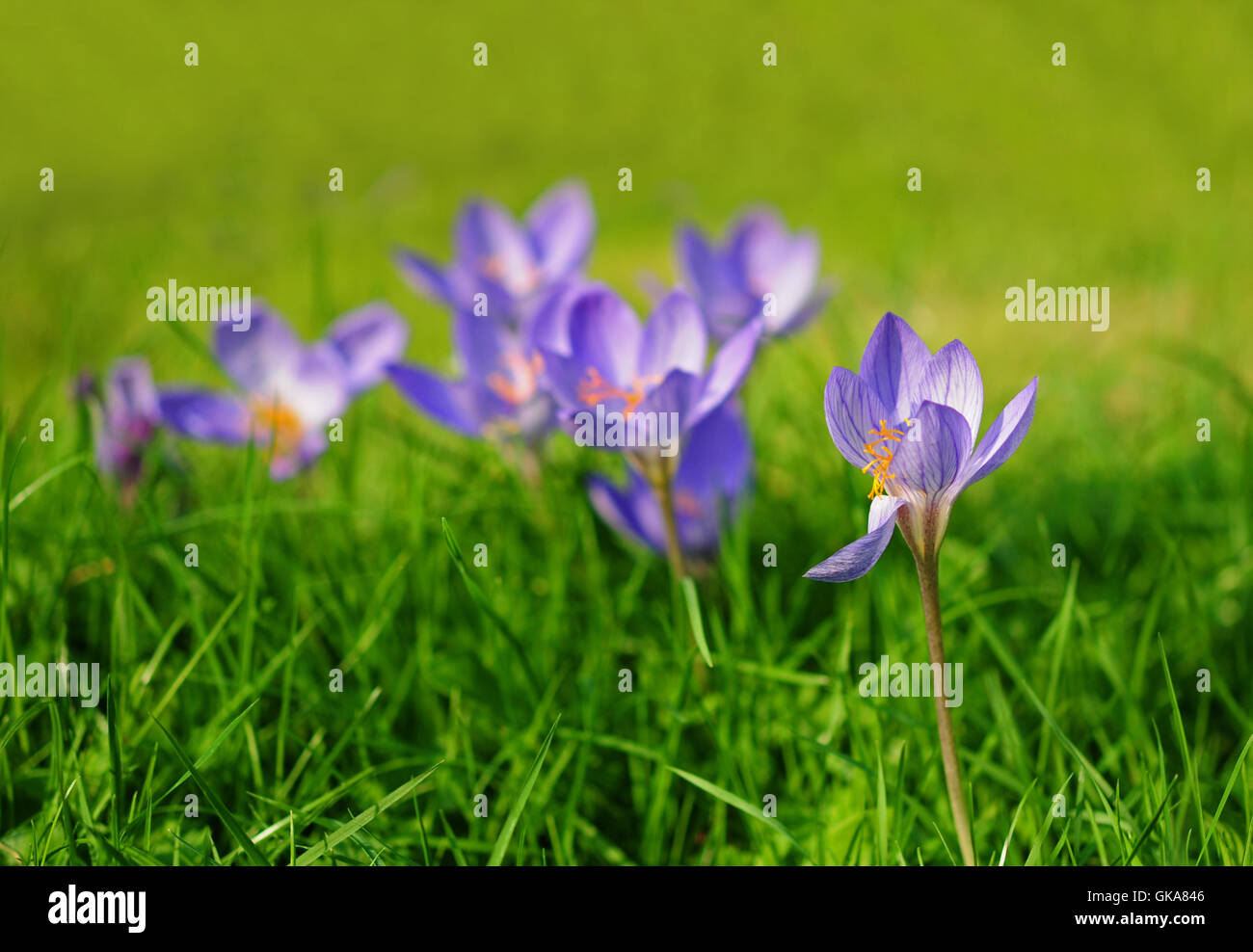 small bright spots Stock Photo - Alamy