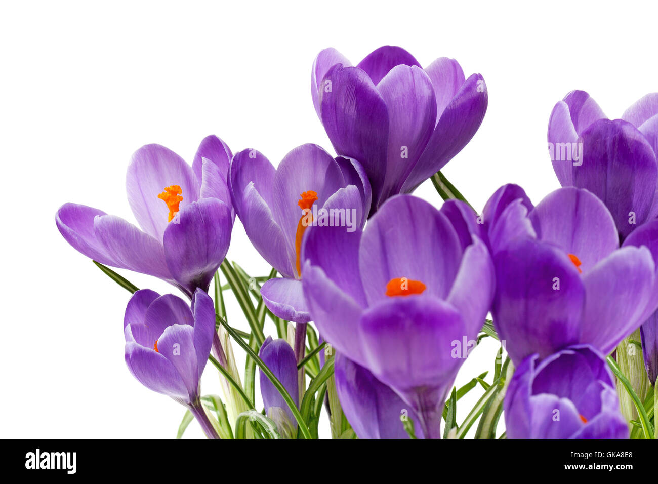 Photography of crocus hi-res stock photography and images - Alamy