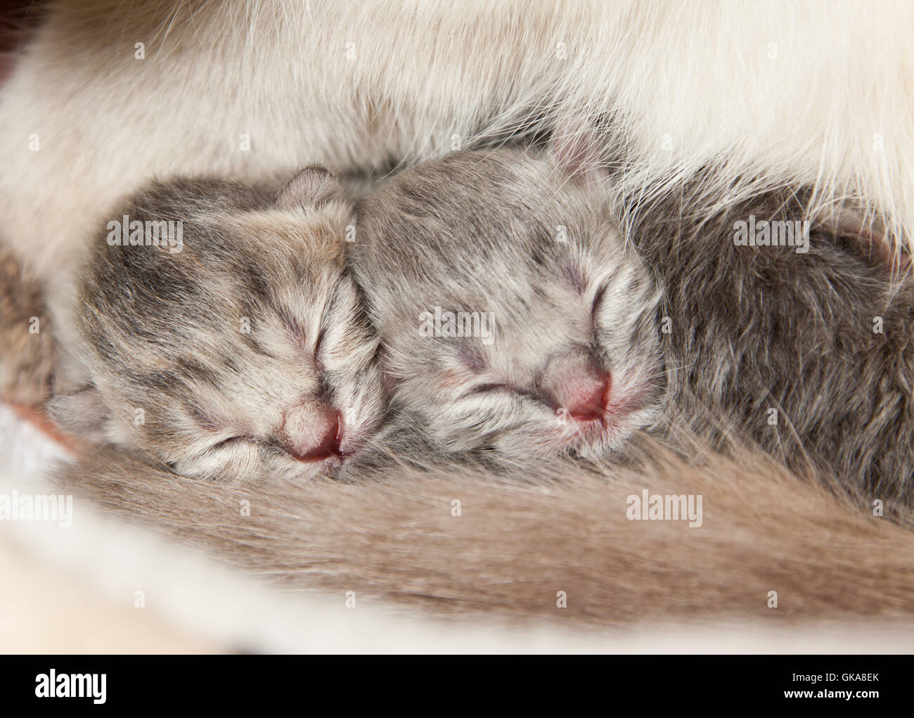 cub baby young of a wild boar Stock Photo - Alamy