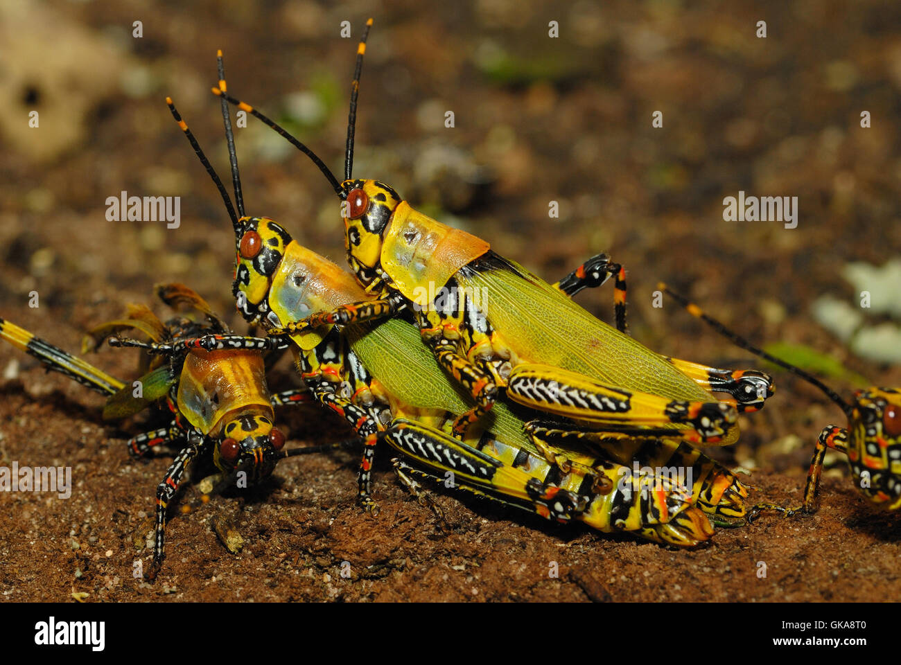 grasshopper disgust food Stock Photo - Alamy