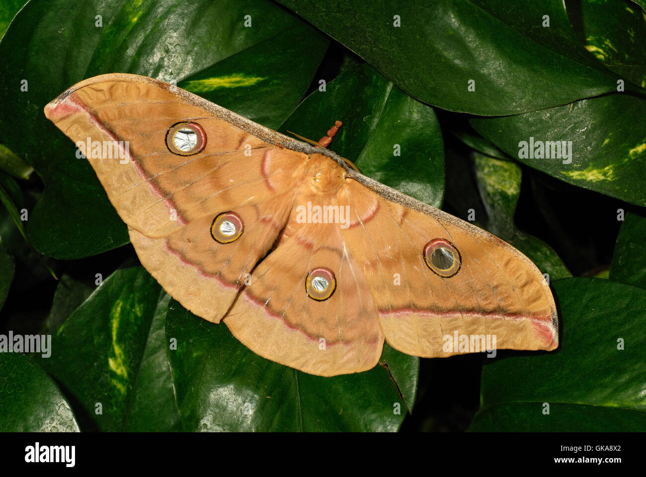 Moth wing hi-res stock photography and images - Alamy