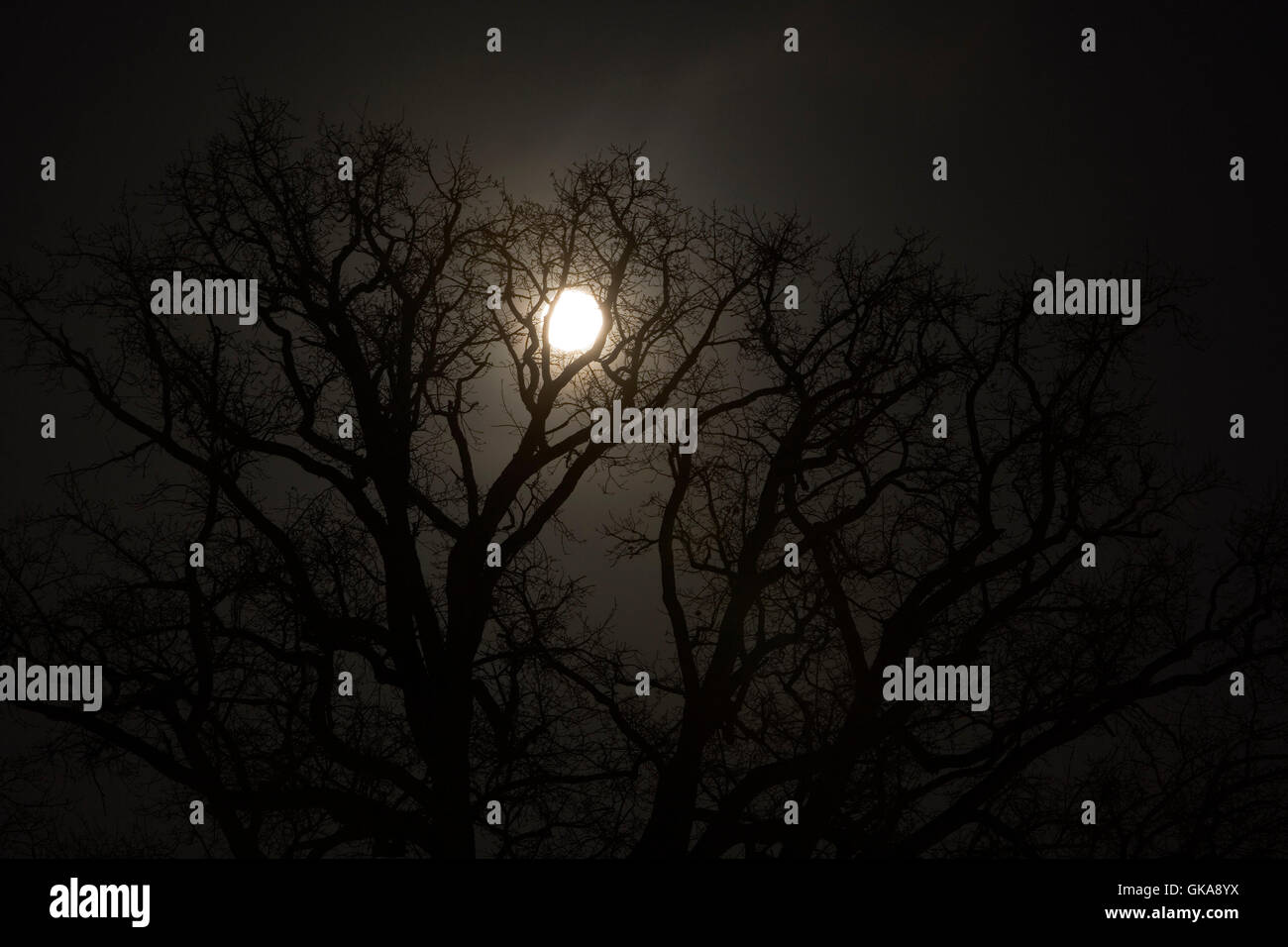 tree night nighttime Stock Photo - Alamy