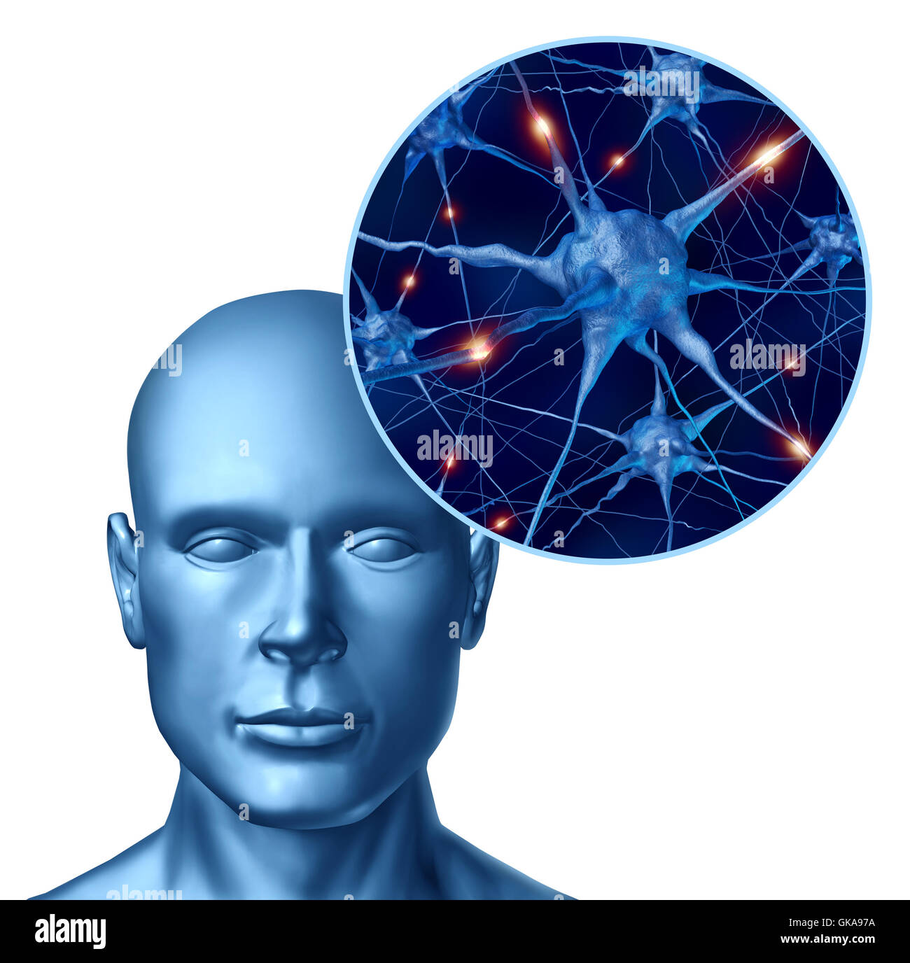Human nervous system hi-res stock photography and images - Alamy