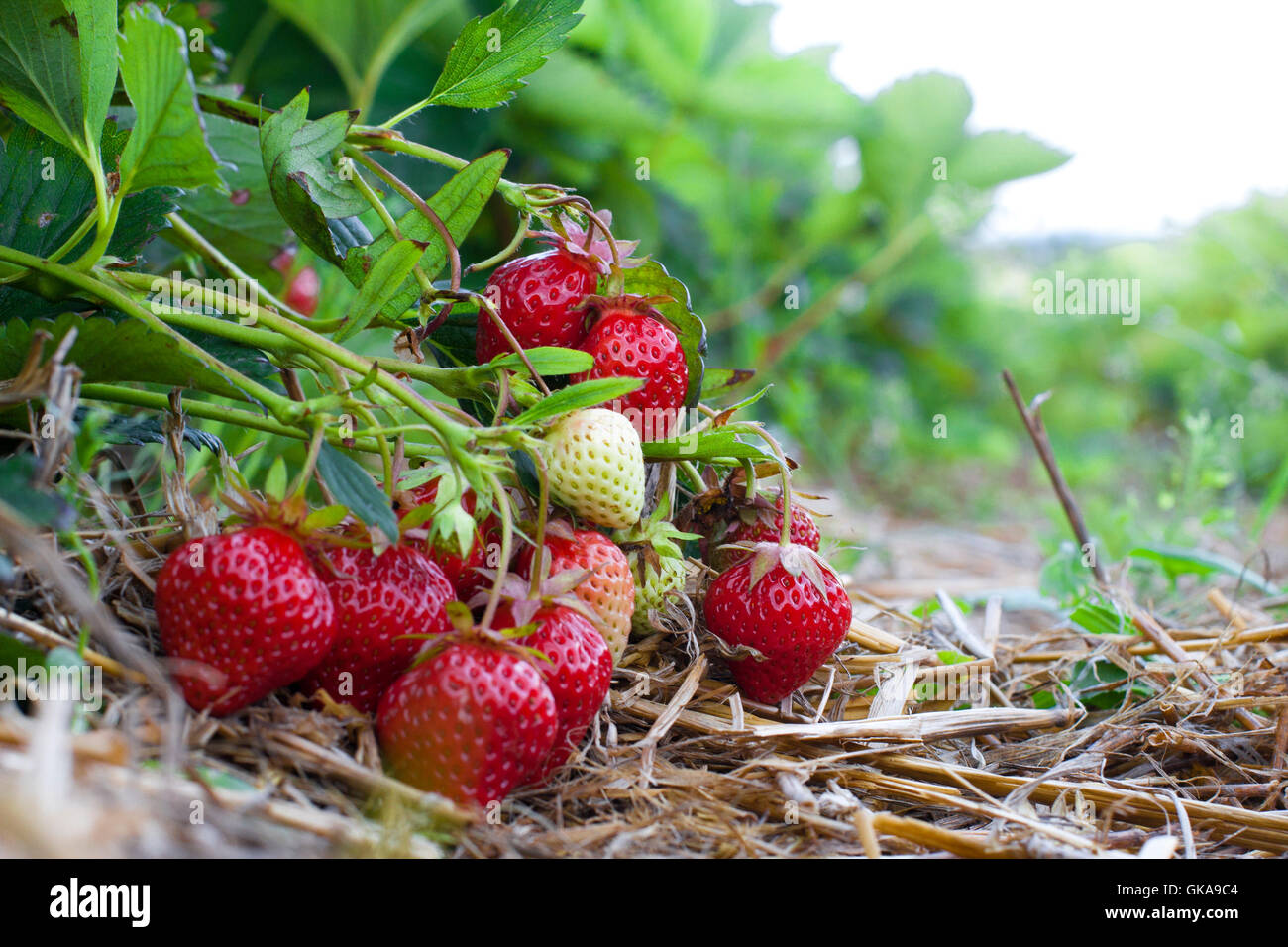 Pick time hi-res stock photography and images - Alamy